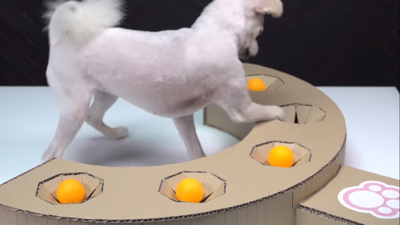 How To Make An Air-Powered Pet Toy From Cardboard - SolidSmack