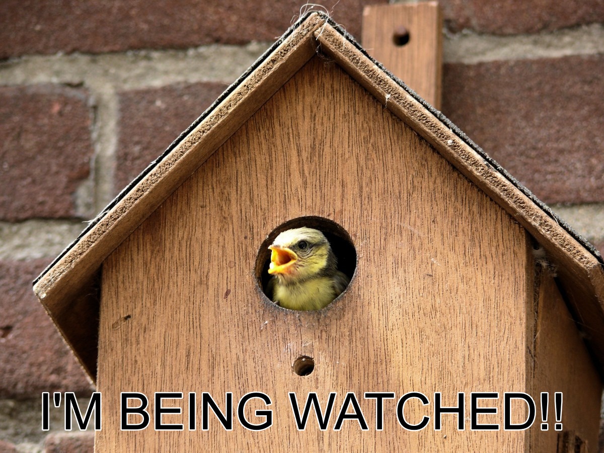 Spring Is (Almost) Here. Make This Wi-Fi Camera Birdhouse - SolidSmack
