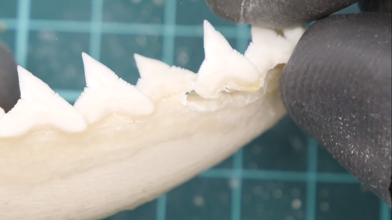 This Serrated Shark Tooth Knife Can Chomp Through Your Vegetables ...