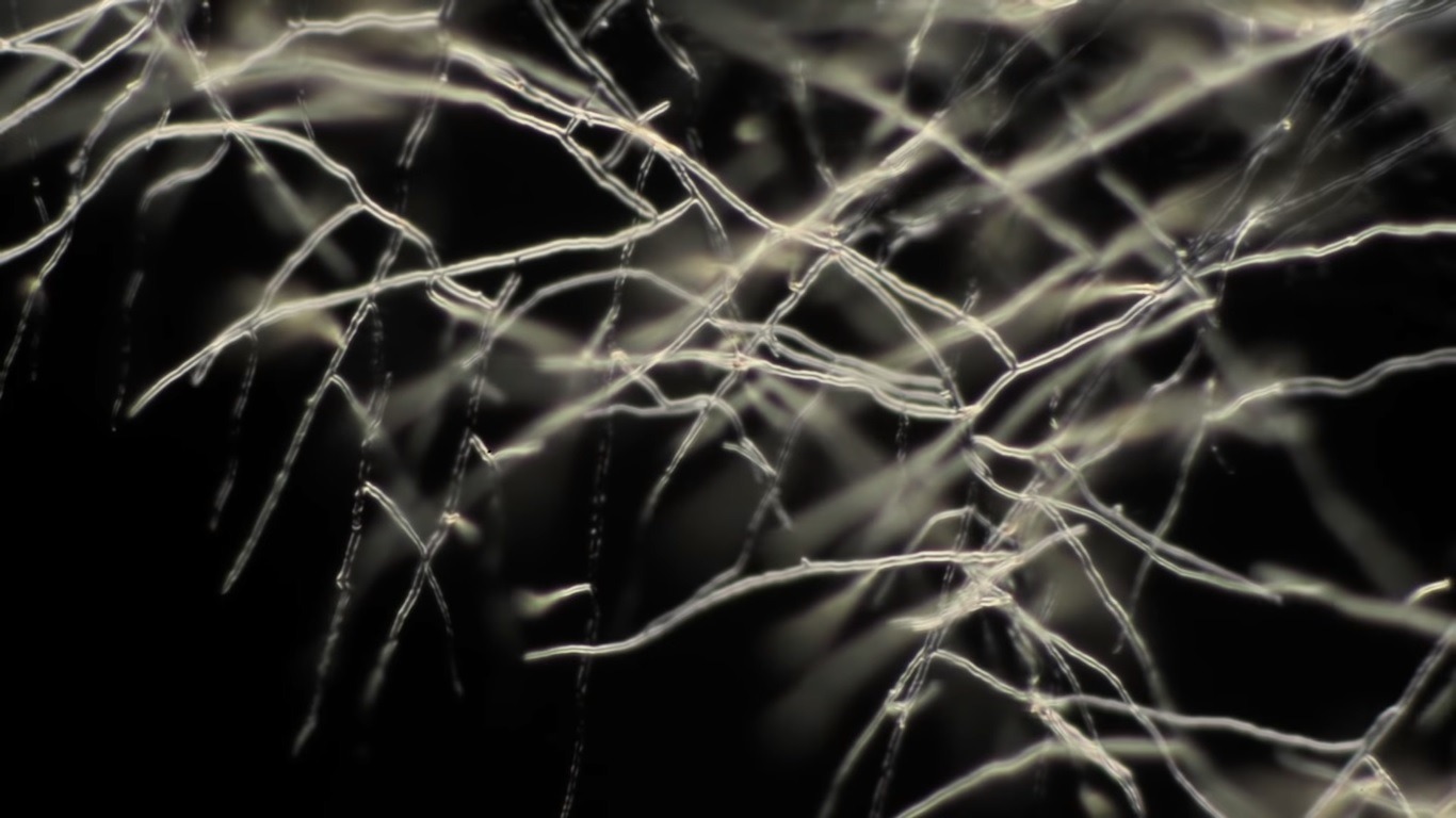 Louie Schwartzberg’s Methods for Filming Growing Fungi Are Time-Bending